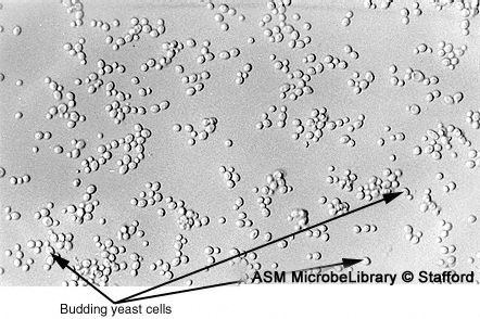 Budding Yeast Wet Mount